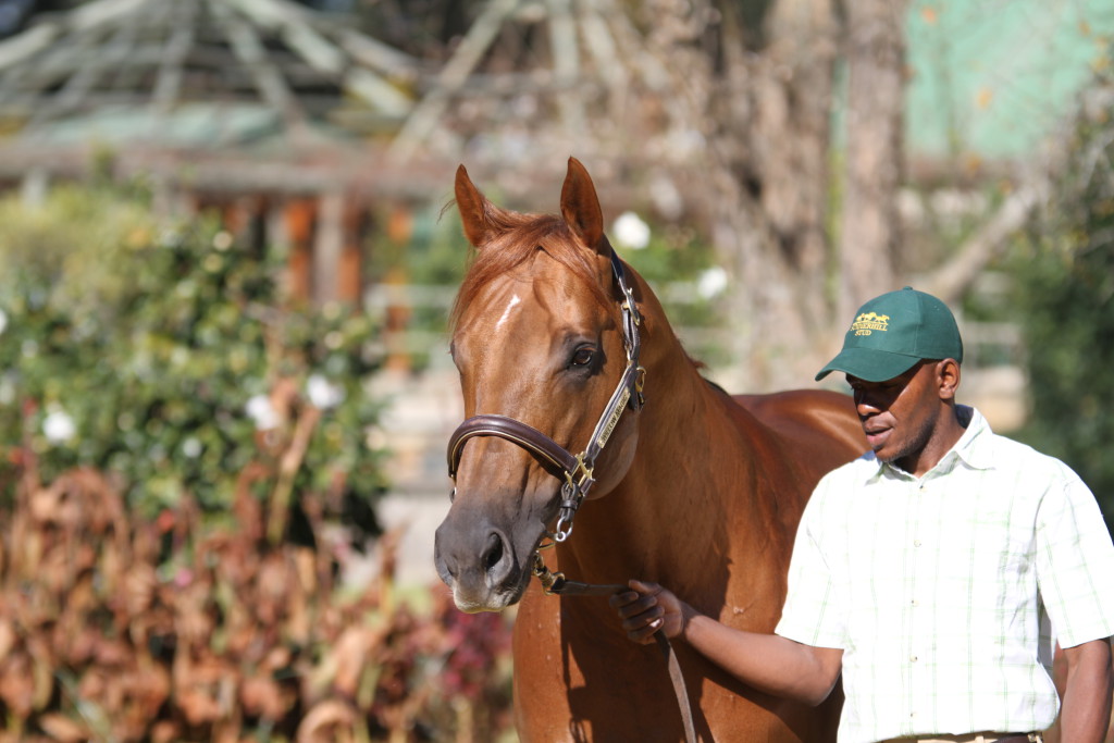 First Foal For Willow Magic Arrives – KZNBreeders