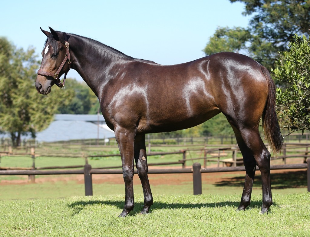 Summerview Stud And The Fort Stud At Nationals – KZNBreeders