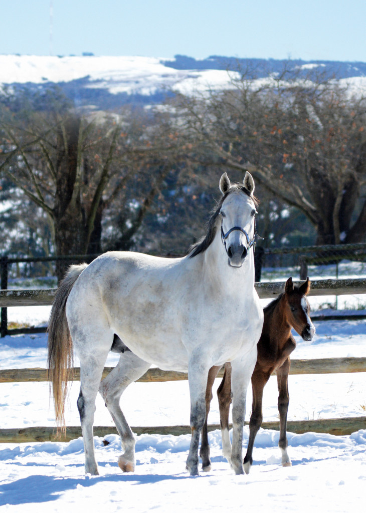 #kznbred Rabada Comes Home To Stud At Summerhill – KZNBreeders