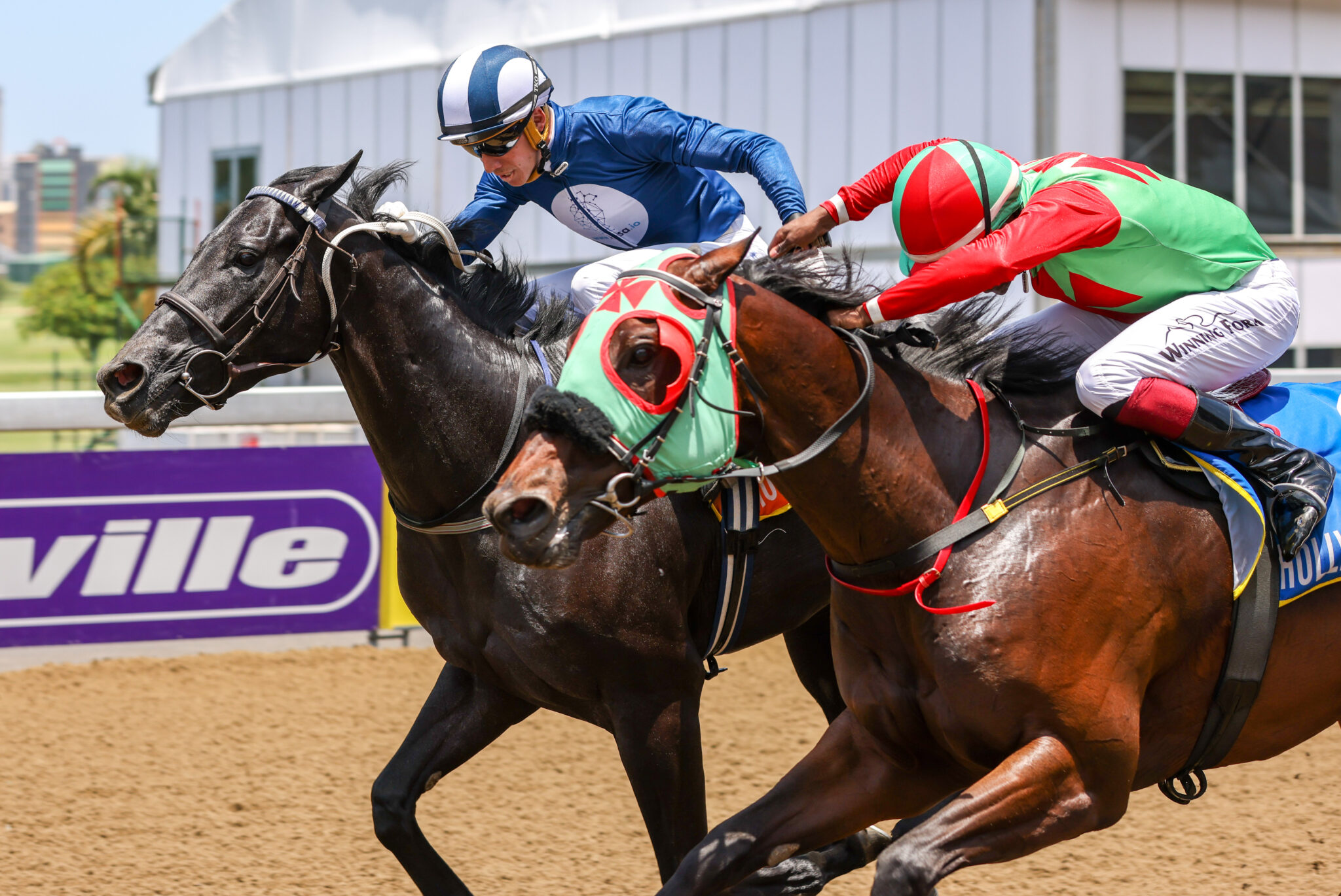 Wendy Whitehead Big Five – KZNBreeders