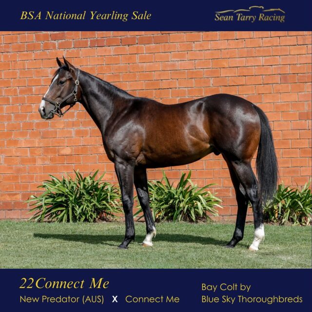 Roberto - KZNBreeders