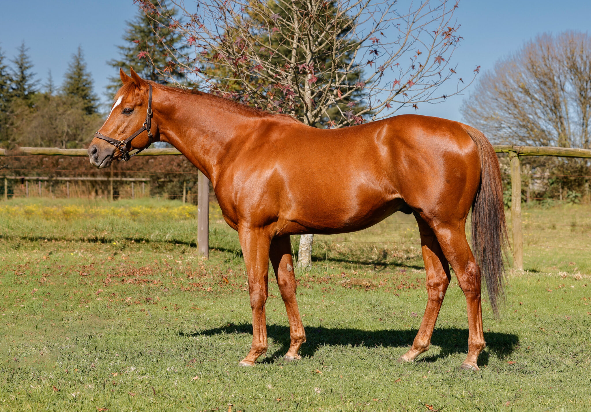 NATIONAL YEARLING SALES 2025 – ONLINE CATALOGUE AVAILABLE – KZNBreeders