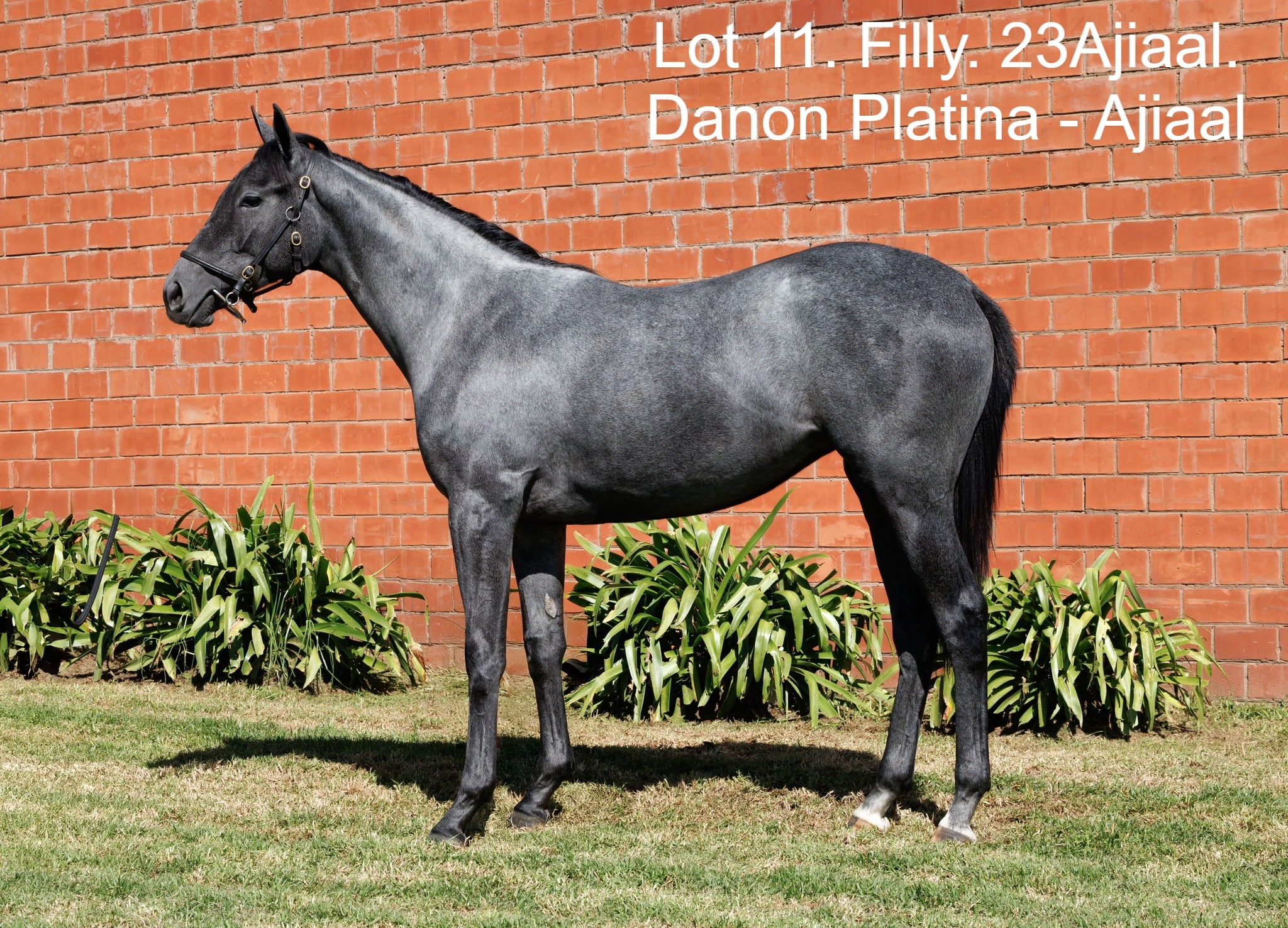 𝐍𝐀𝐓𝐈𝐎𝐍𝐀𝐋 𝐘𝐄𝐀𝐑𝐋𝐈𝐍𝐆 𝐒𝐀𝐋𝐄 𝟐𝟎𝟐𝟓: 𝐁𝐋𝐔𝐄 𝐒𝐊𝐘 𝐓𝐇𝐎𝐑𝐎𝐔𝐆𝐇𝐁𝐑𝐄𝐃𝐒 𝐃𝐑𝐀𝐅𝐓 – KZNBreeders